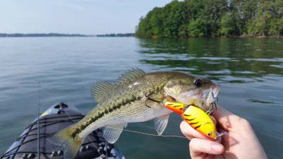 Best Lure Colors for Bass - BassGrab
