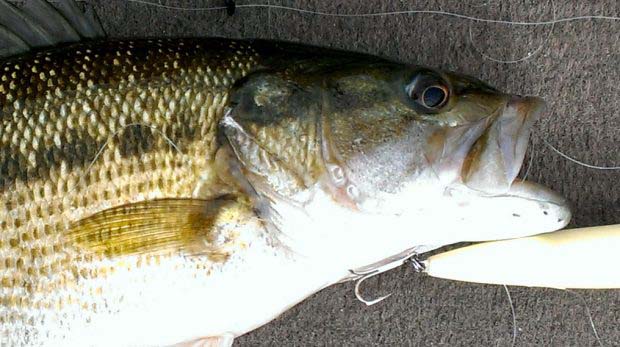 Differences Between Largemouth Bass and Spotted Bass - BassGrab