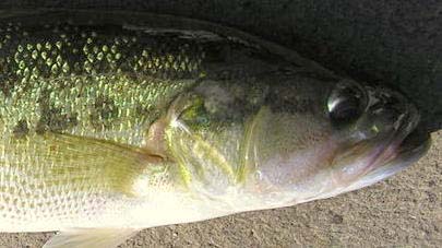 Differences Between Largemouth Bass and Spotted Bass - BassGrab