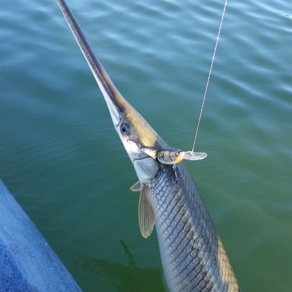 How to Catch Gar - BassGrab