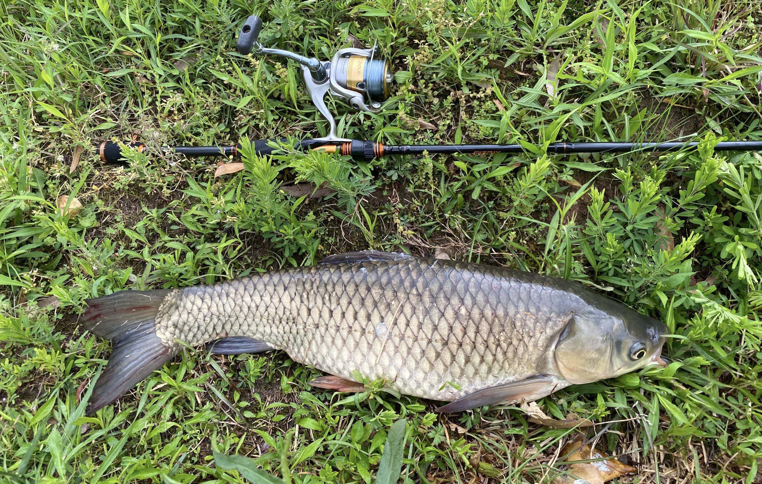 How To Catch Grass Carp - BassGrab