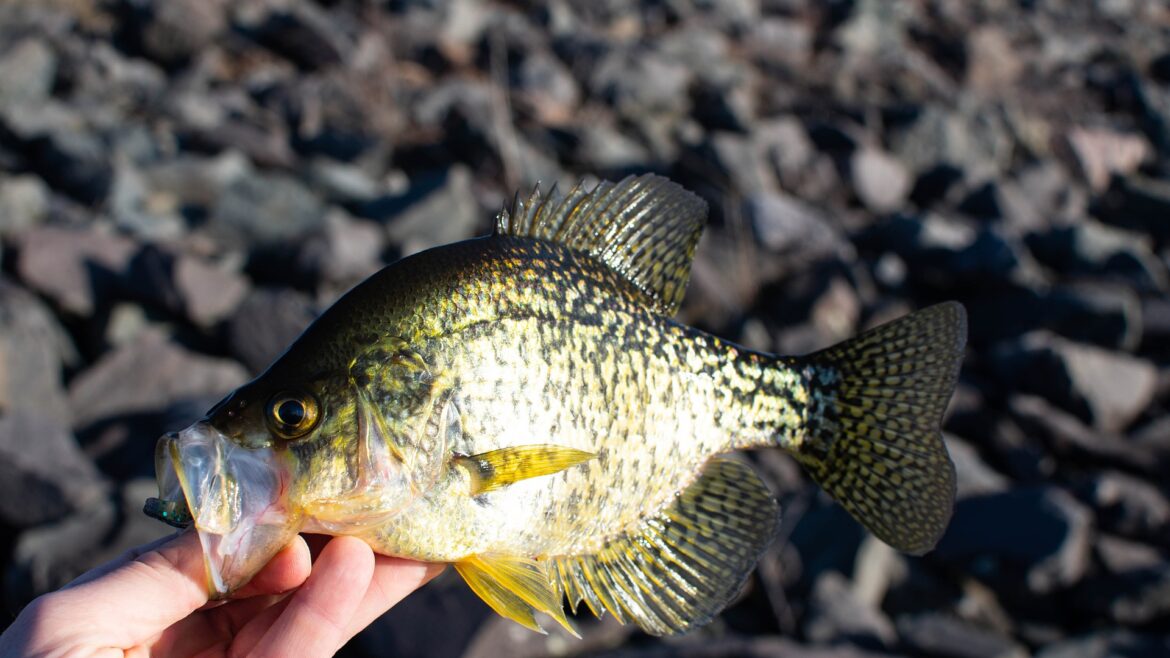 How to Catch Crappie - BassGrab