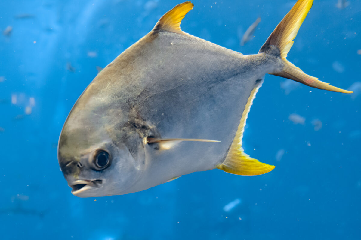 How to Catch Florida Pompano - BassGrab